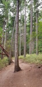 LITTLE MOUNT DOUG - NICOLE TAYLOR EBY